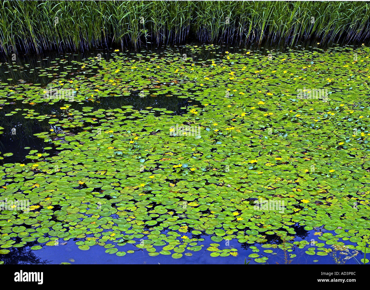Small yellow water lily flowers hi-res stock photography and images - Alamy