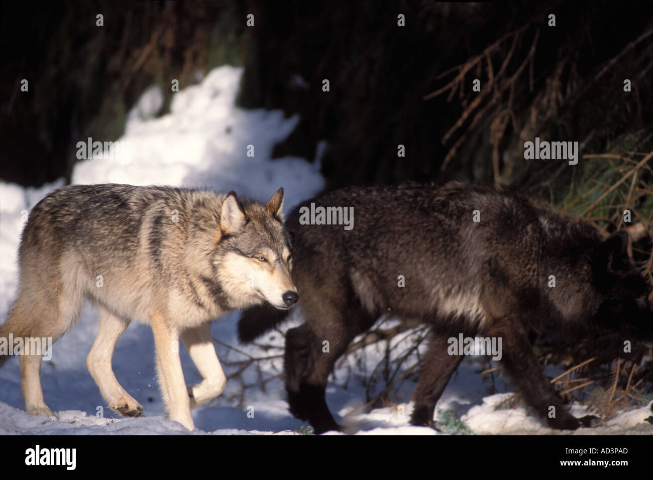 gray wolf Canis lupus a gray and a black wolf walking together in the ...