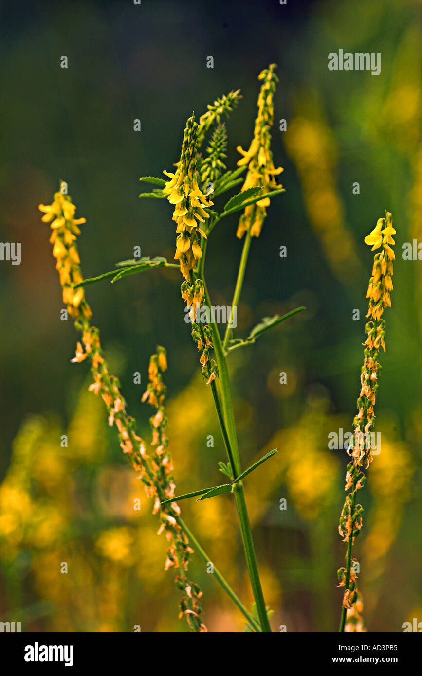Tall melilot hi-res stock photography and images - Alamy