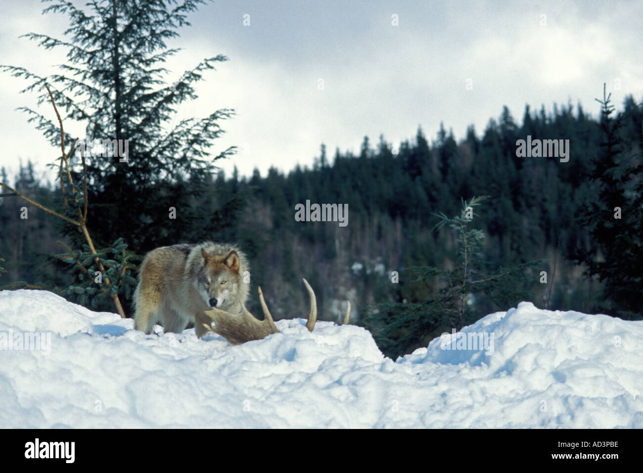 gray wolf Canis lupus on a dead moose Alces alces in the foothills of ...