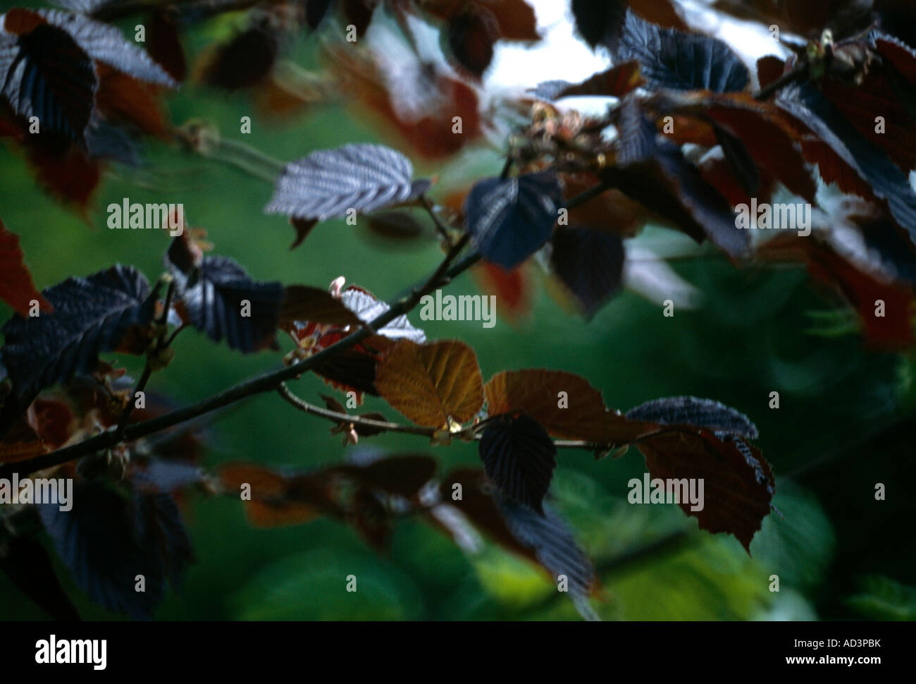 Hazel Leaves In Spring Stock Photo - Alamy