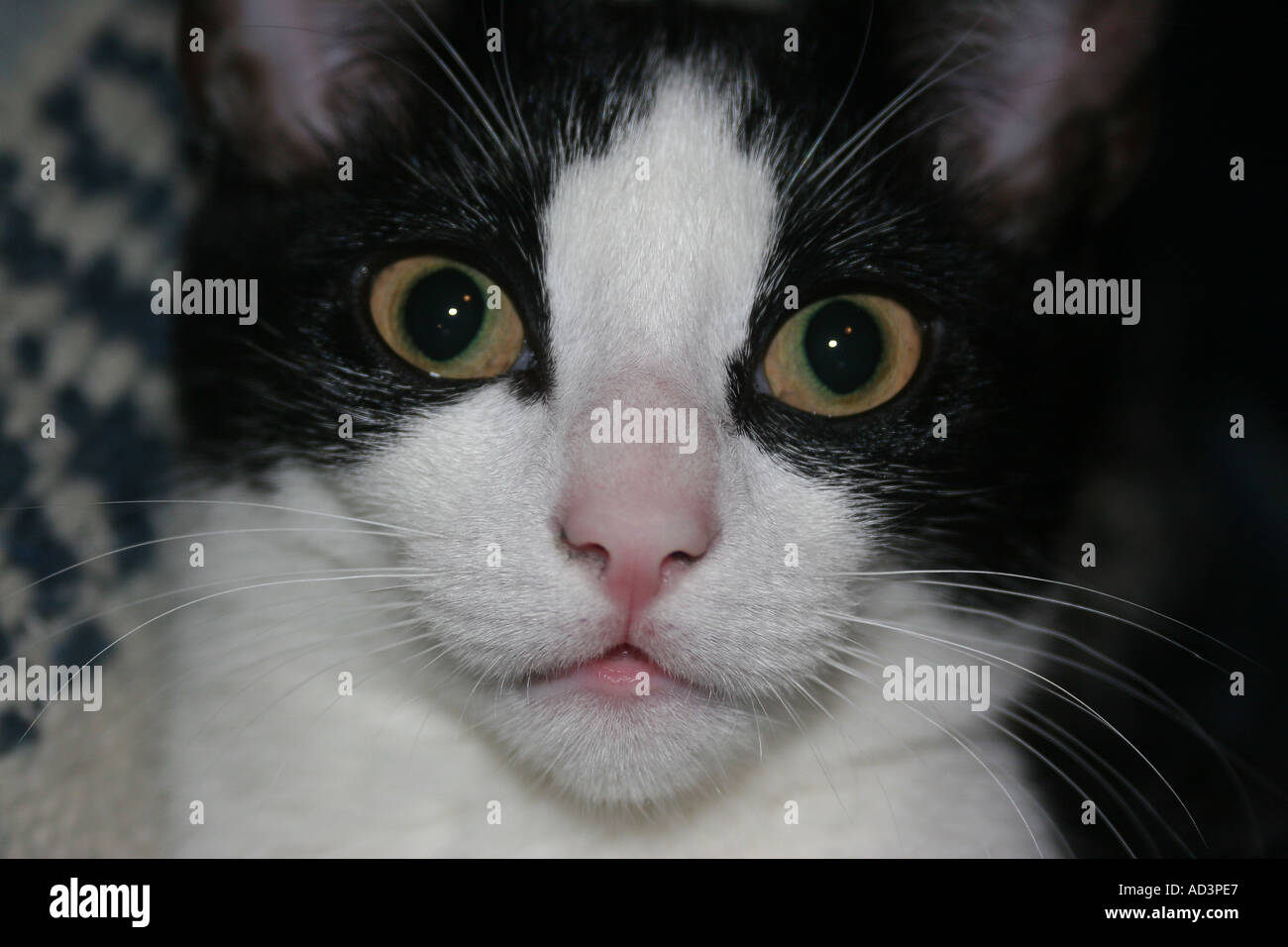 black and white cat s face Stock Photo - Alamy