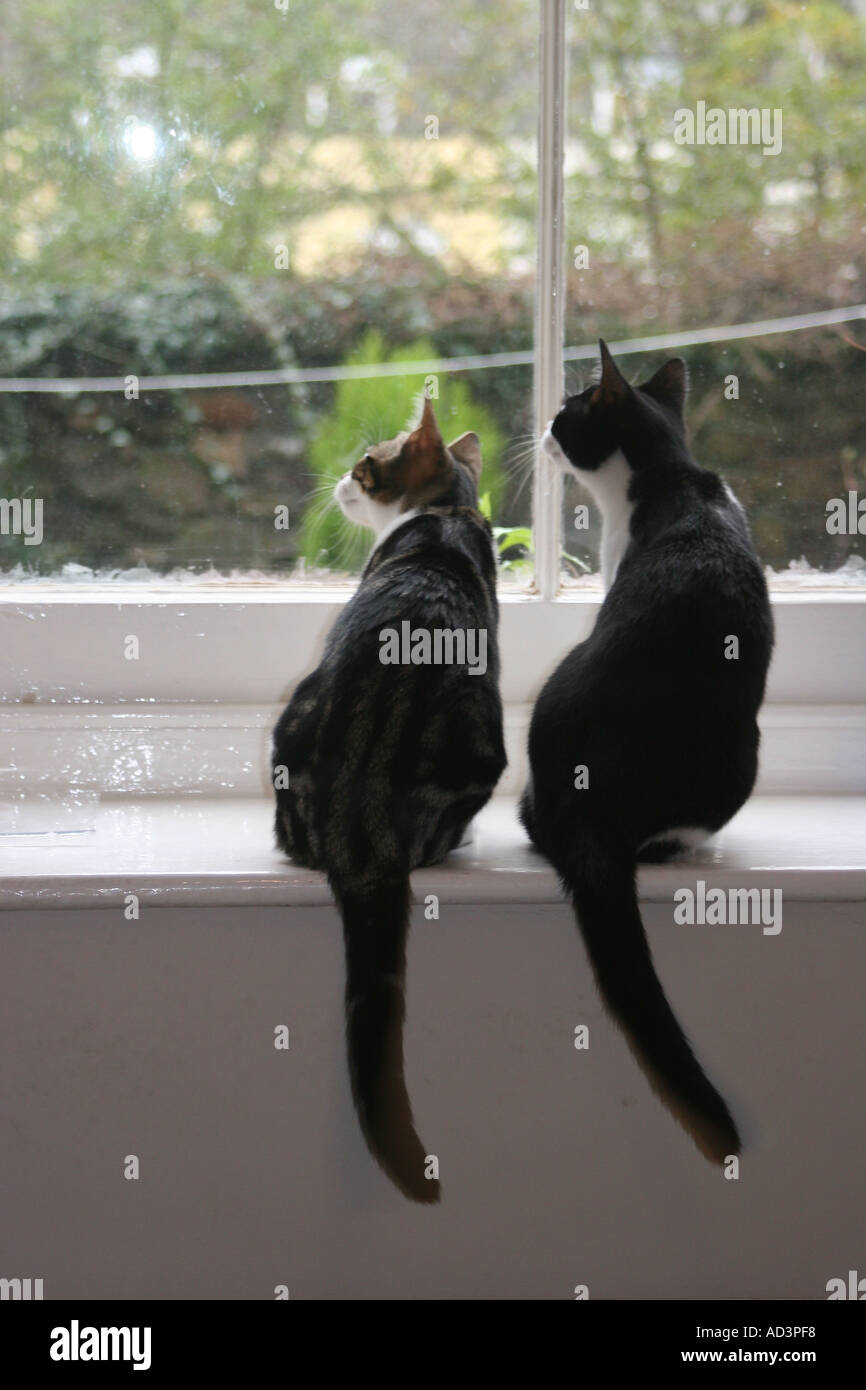 Cat and sash window hi-res stock photography and images - Alamy