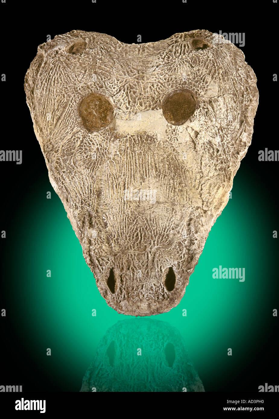 Ancient Amphibian Cyclotosaurus Triassic Navajo County Arizona Stock ...