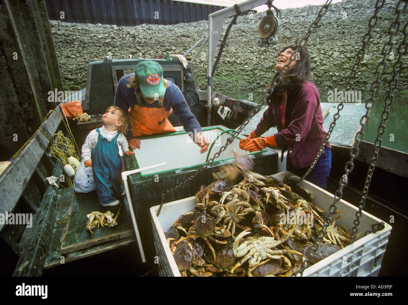 Harvesting Dungeness Crabs Homer Alaska, Cancer magister Stock Photo ...
