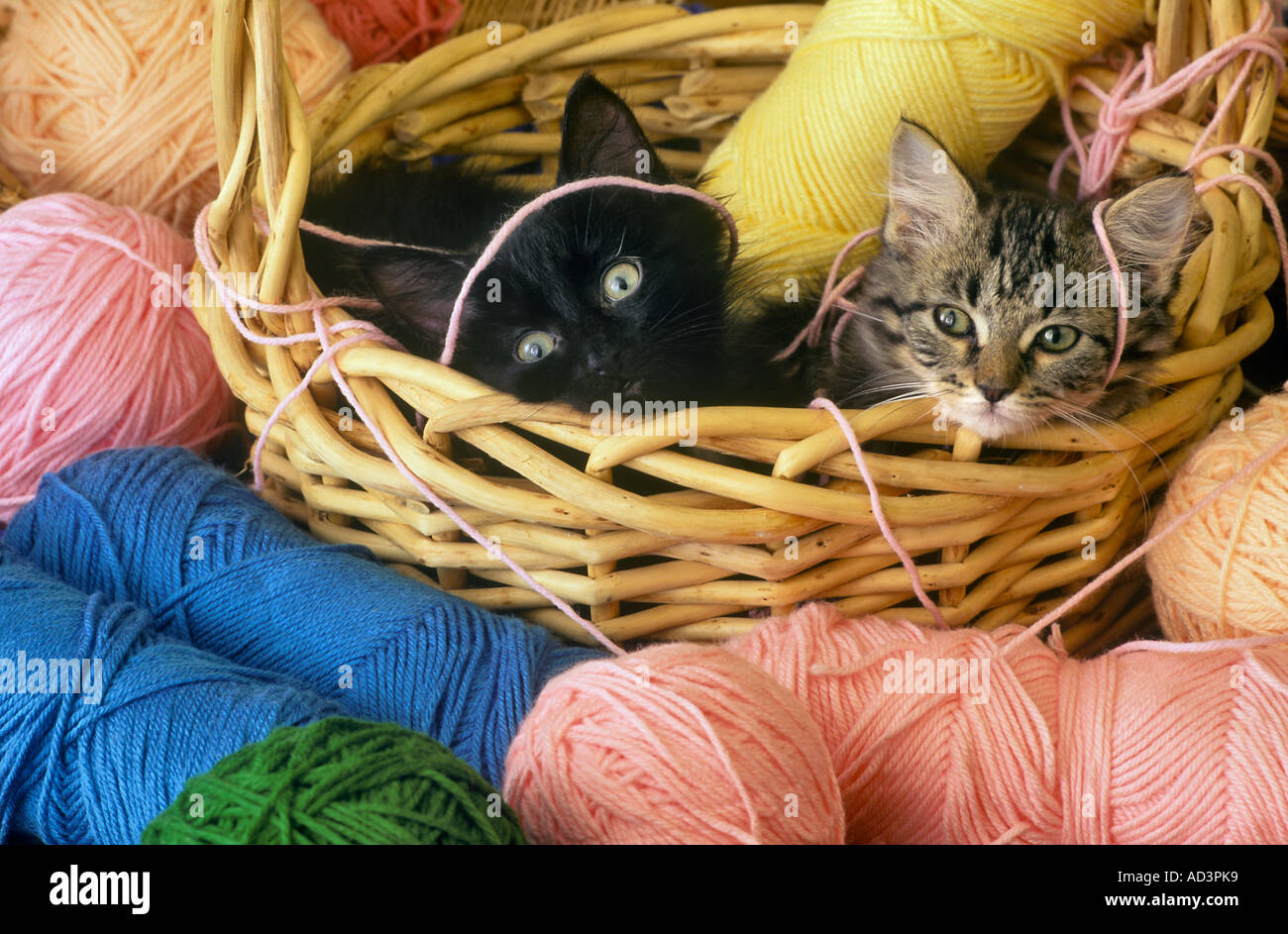 Kittens in yarn hi-res stock photography and images - Alamy