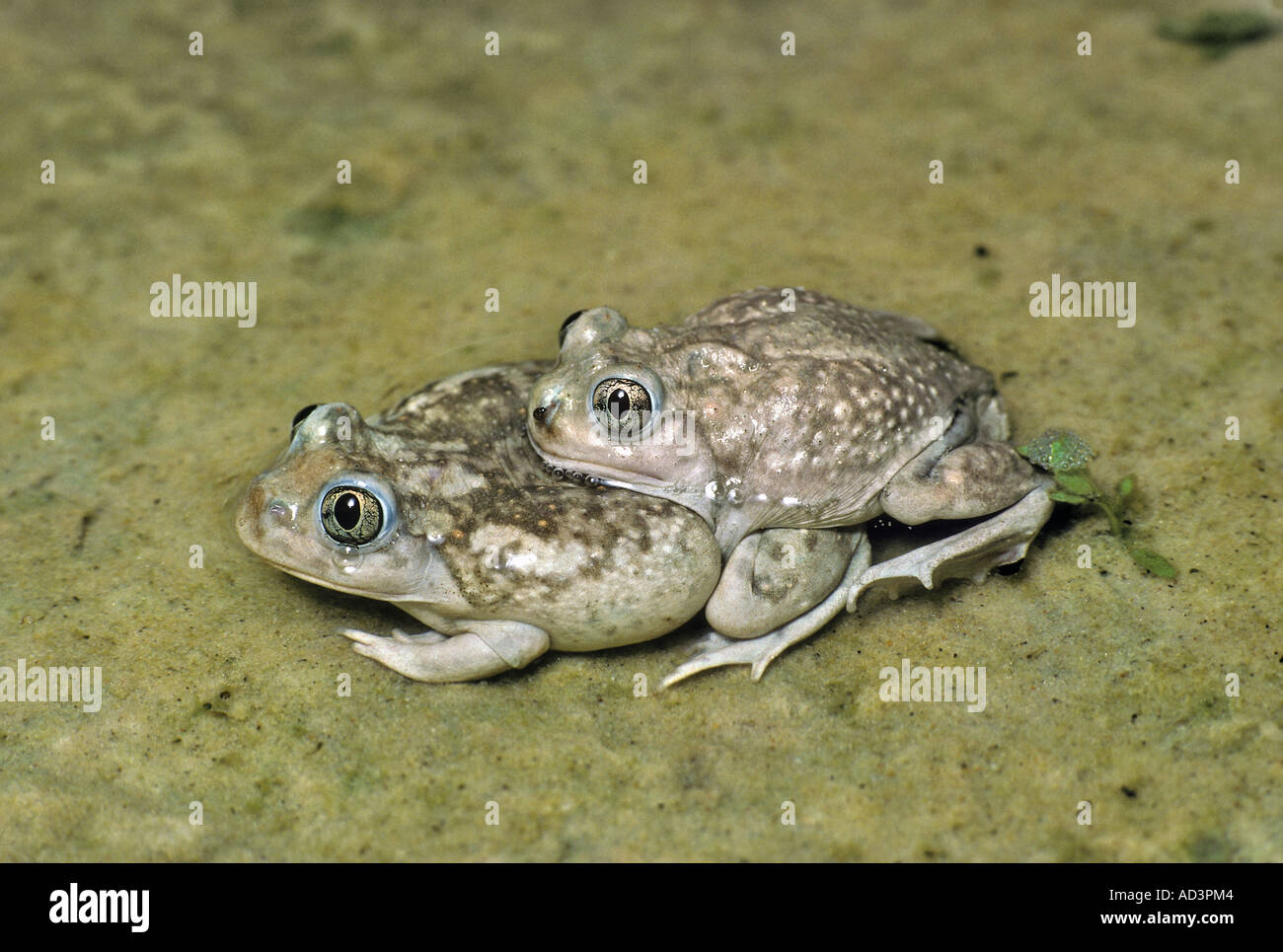 Toad laying eggs hi-res stock photography and images - Alamy