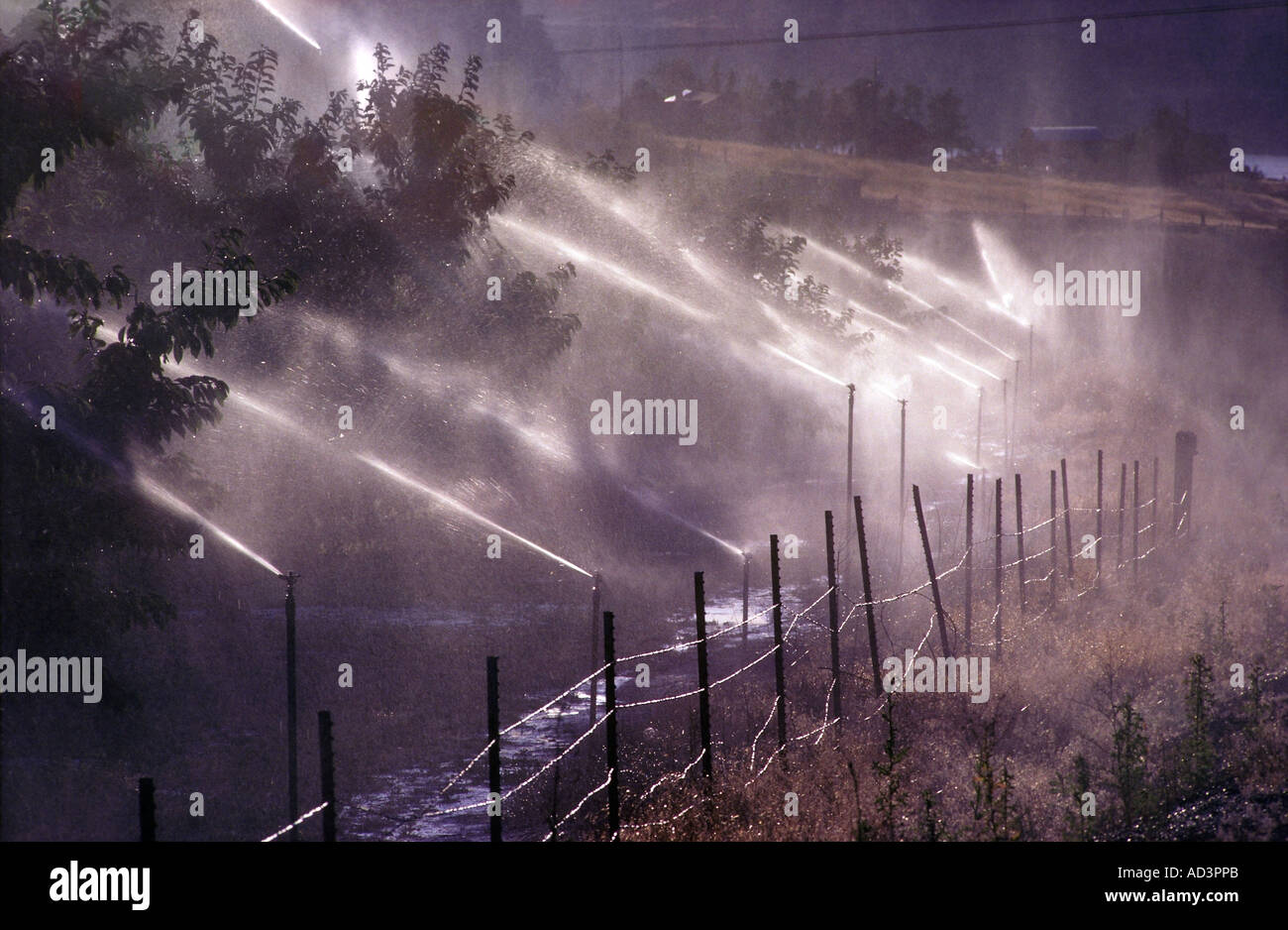 Fruit Orchard Irrigation Oregon Stock Photo - Alamy