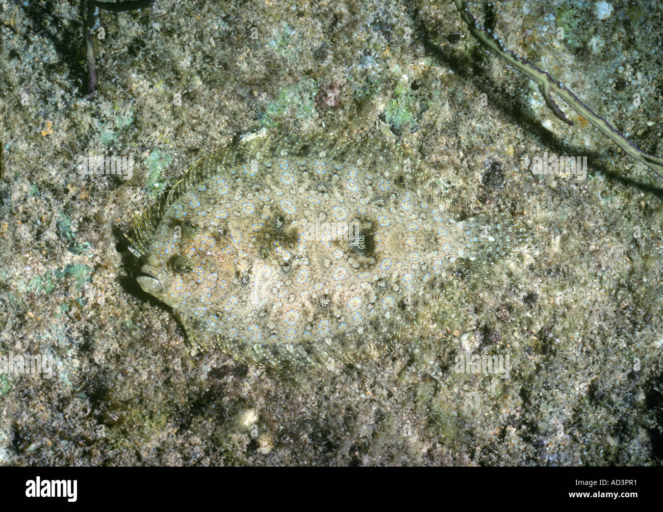 Bothus mancus hi-res stock photography and images - Alamy