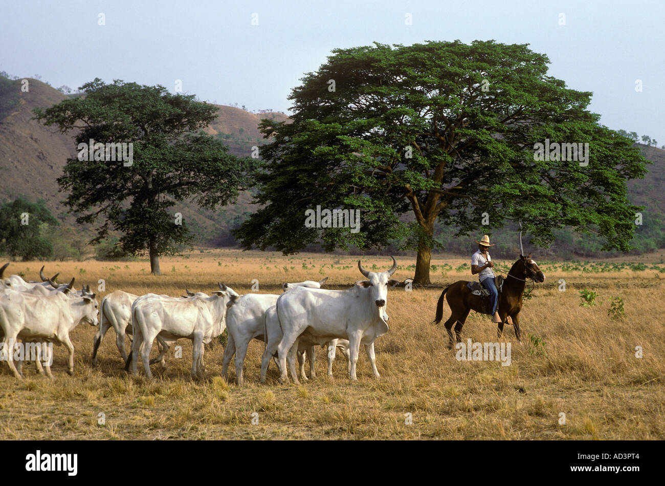 Venezuela cattle not cows not cow hi-res stock photography and images ...