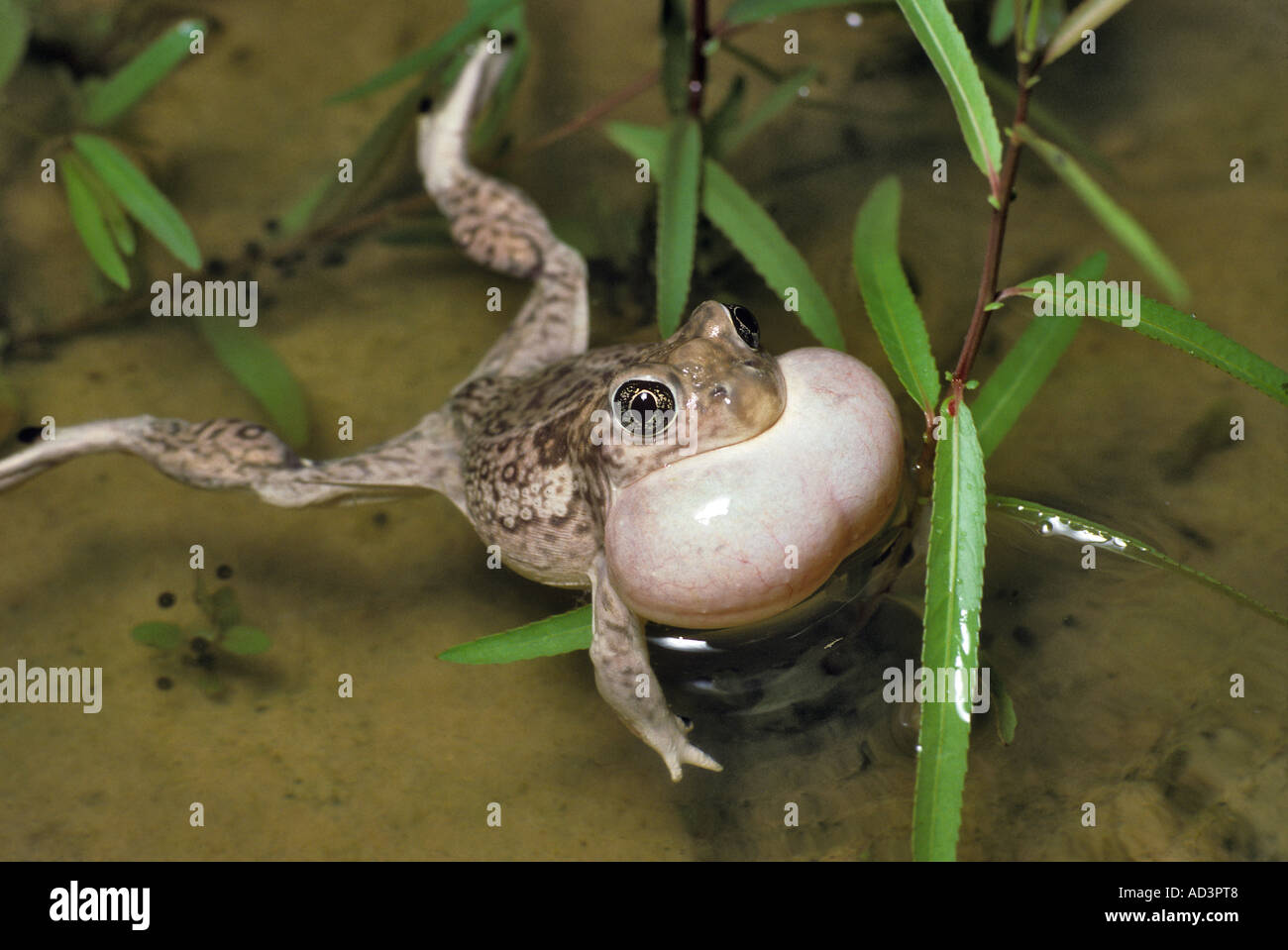 Plains spadefoot hi-res stock photography and images - Alamy