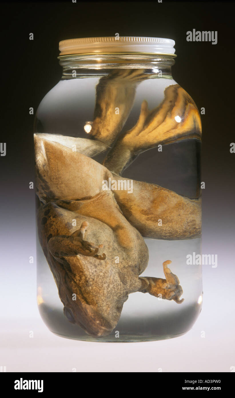 Preserved Bull Frog Stock Photo - Alamy