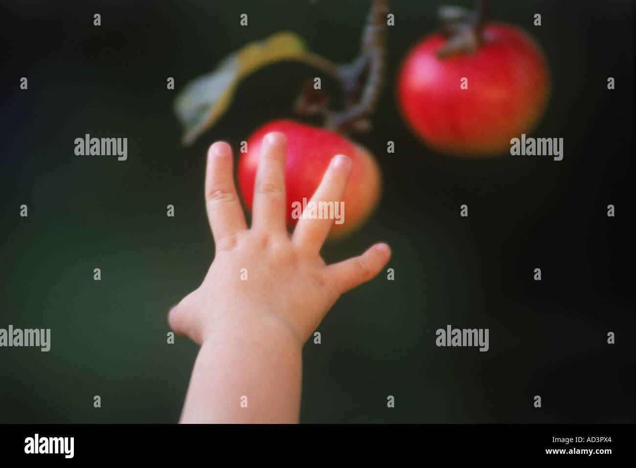 People reaching fruit on tree hi-res stock photography and images - Alamy