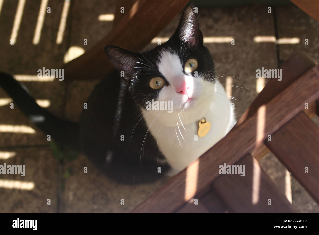 Cat under the table hi-res stock photography and images - Alamy