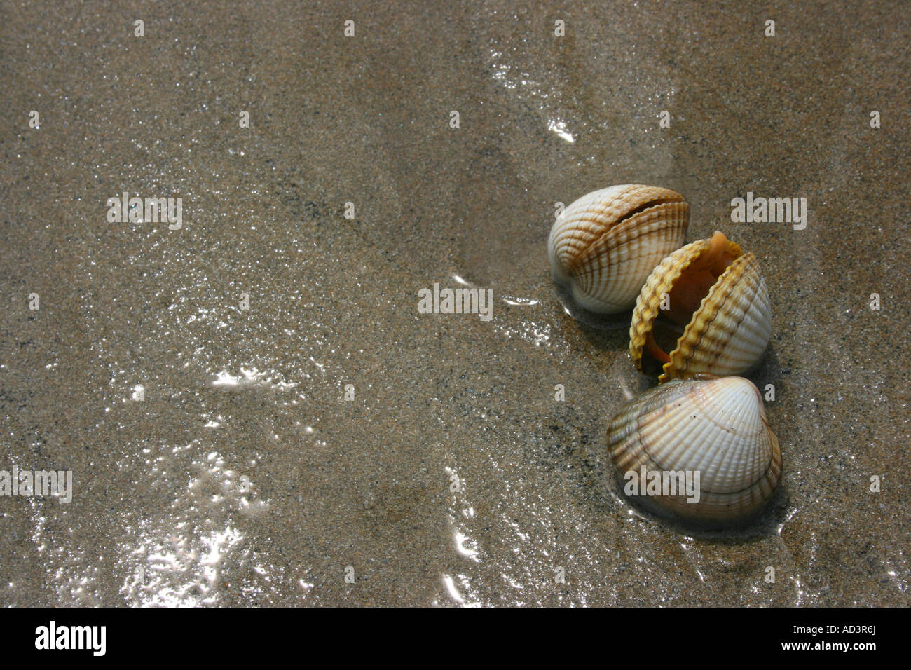 Three shells on the beach at Pendine Sands, Carmarthenshire, Wales ...