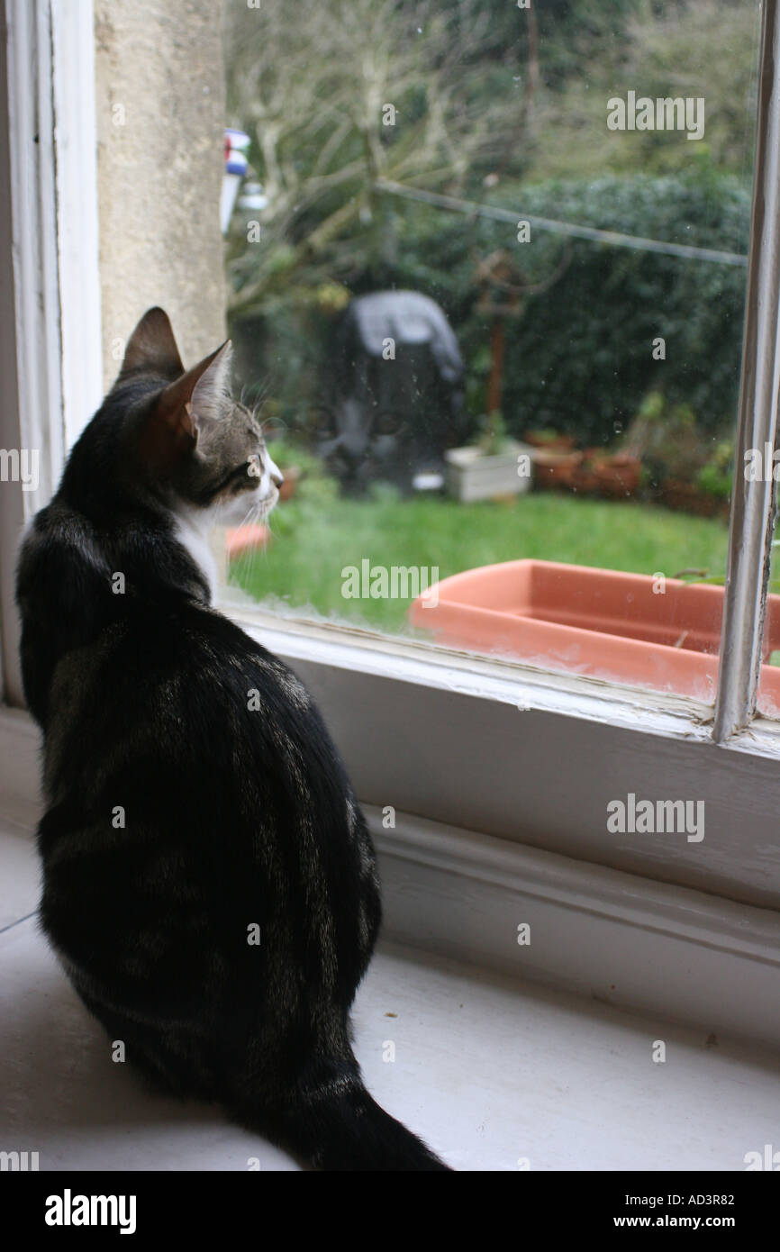 Cat watching bird window hi-res stock photography and images - Alamy