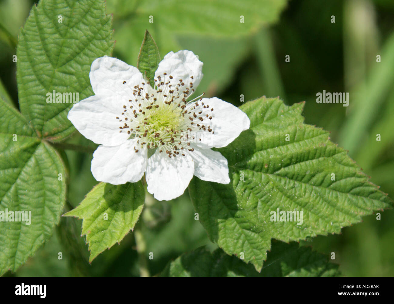 Rubus flower hi-res stock photography and images - Alamy