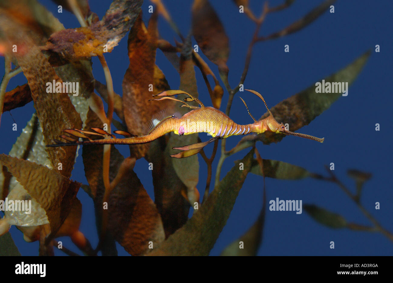 Weedy Sea Dragon Phyllopteryx taeniolatus Stock Photo - Alamy