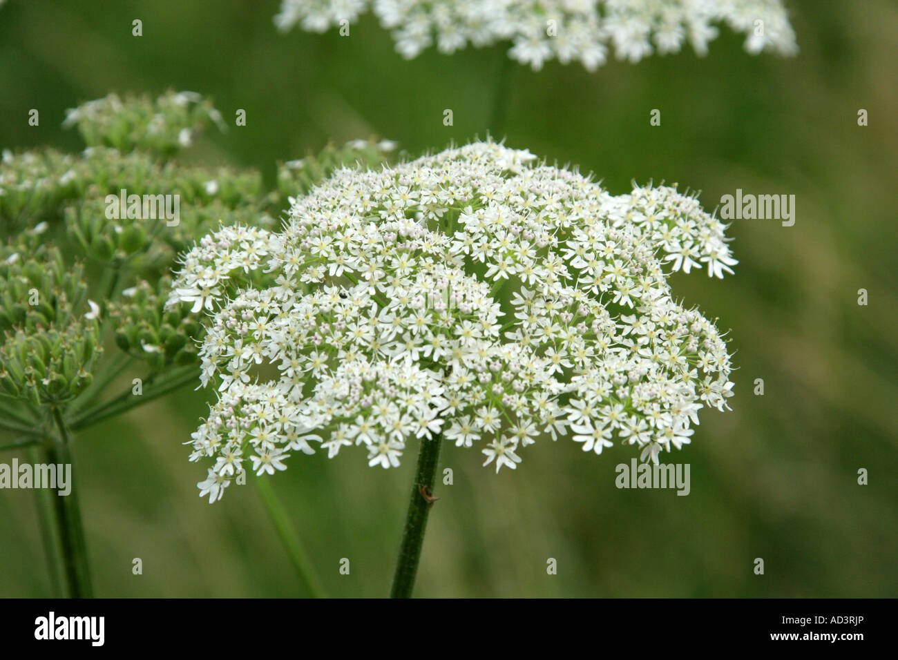 Hogweed Heraculeum sphondylium Apiaceae Umbelliferae Stock Photo - Alamy