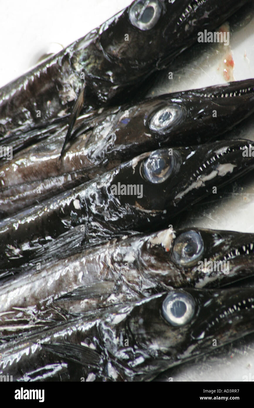 Black Scabbard fish in the Funchal fish market Madeira Portugal Stock ...
