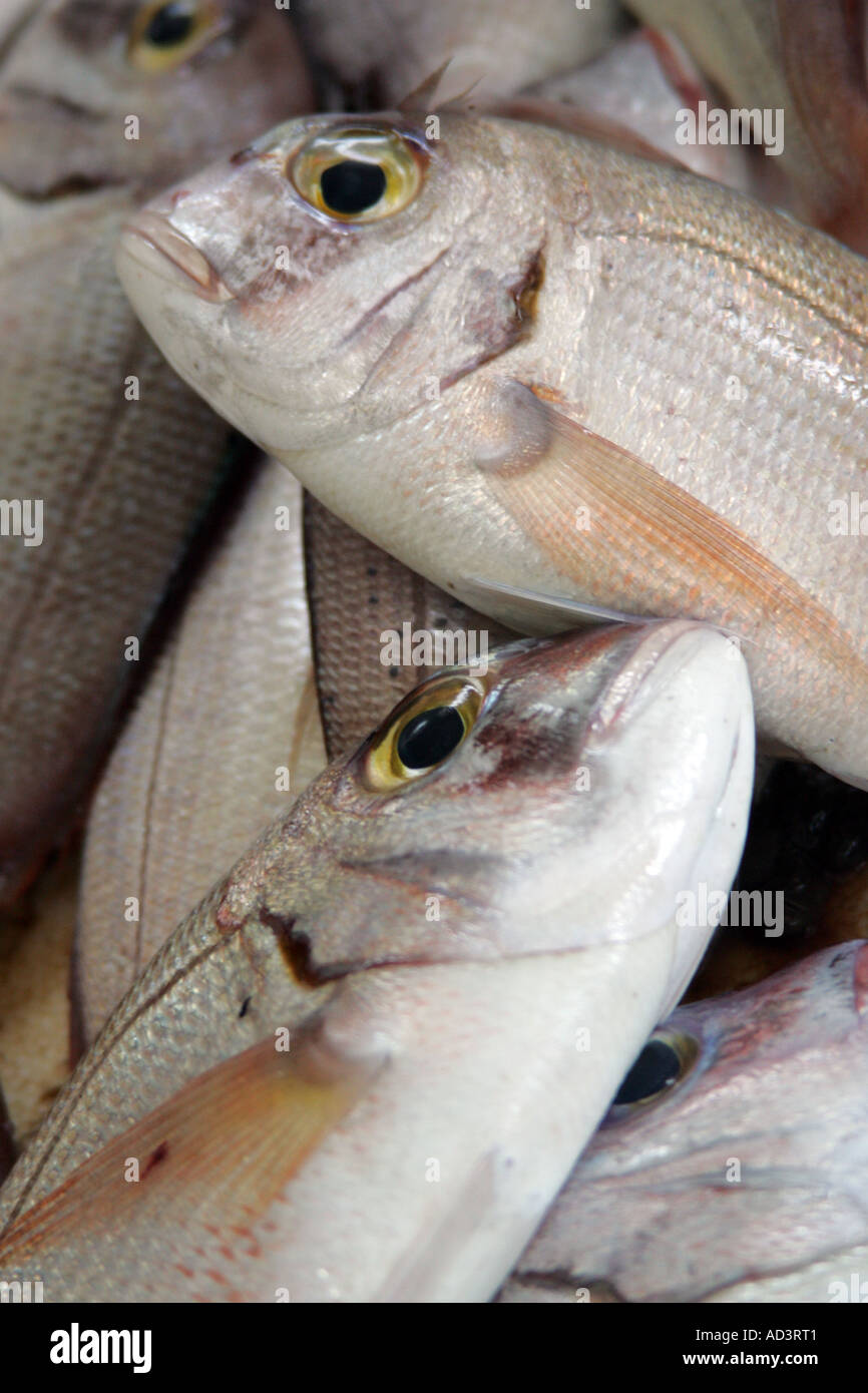 Funchal fish market in Madeira Stock Photo - Alamy