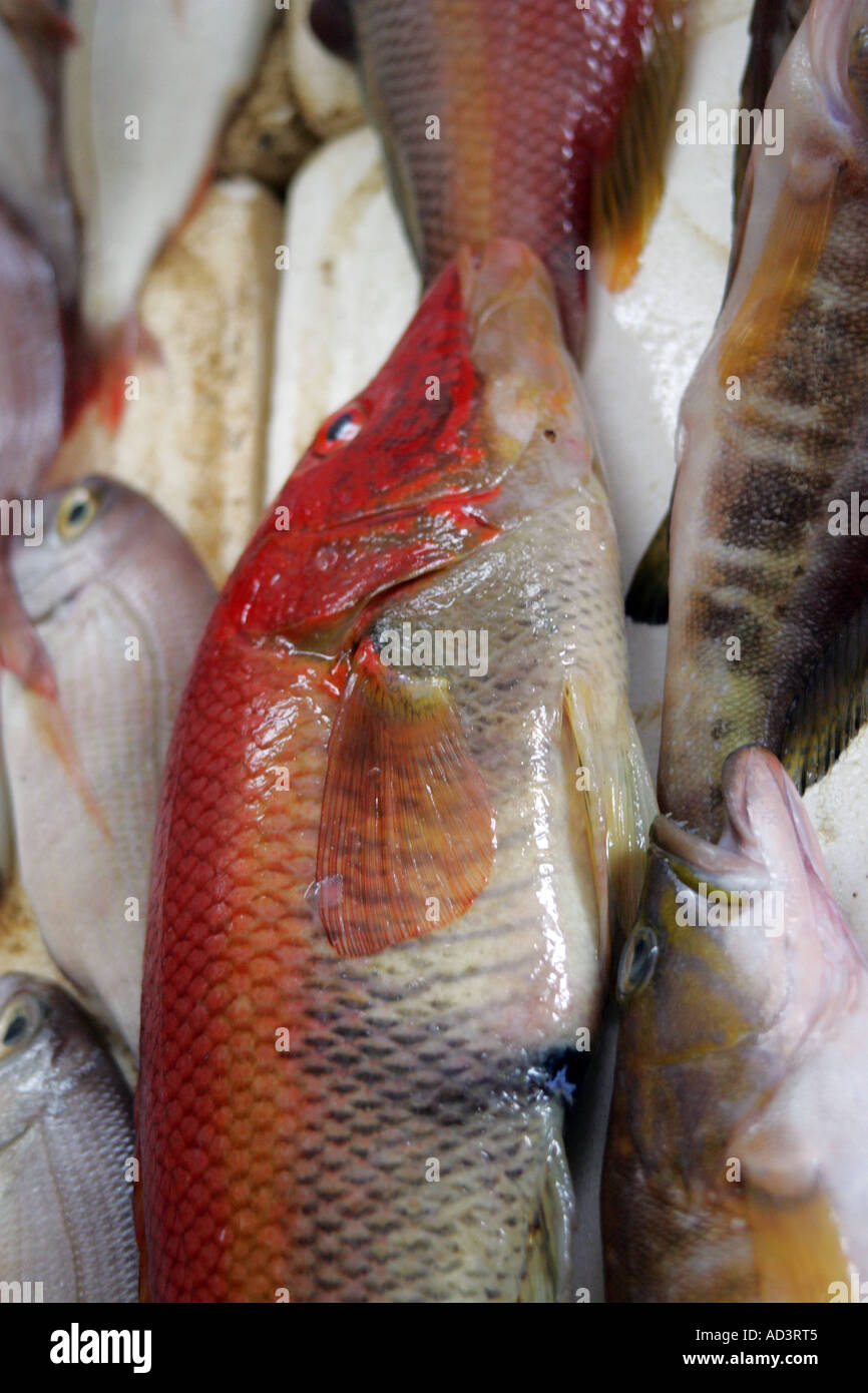 Funchal fish market in Madeira Stock Photo - Alamy