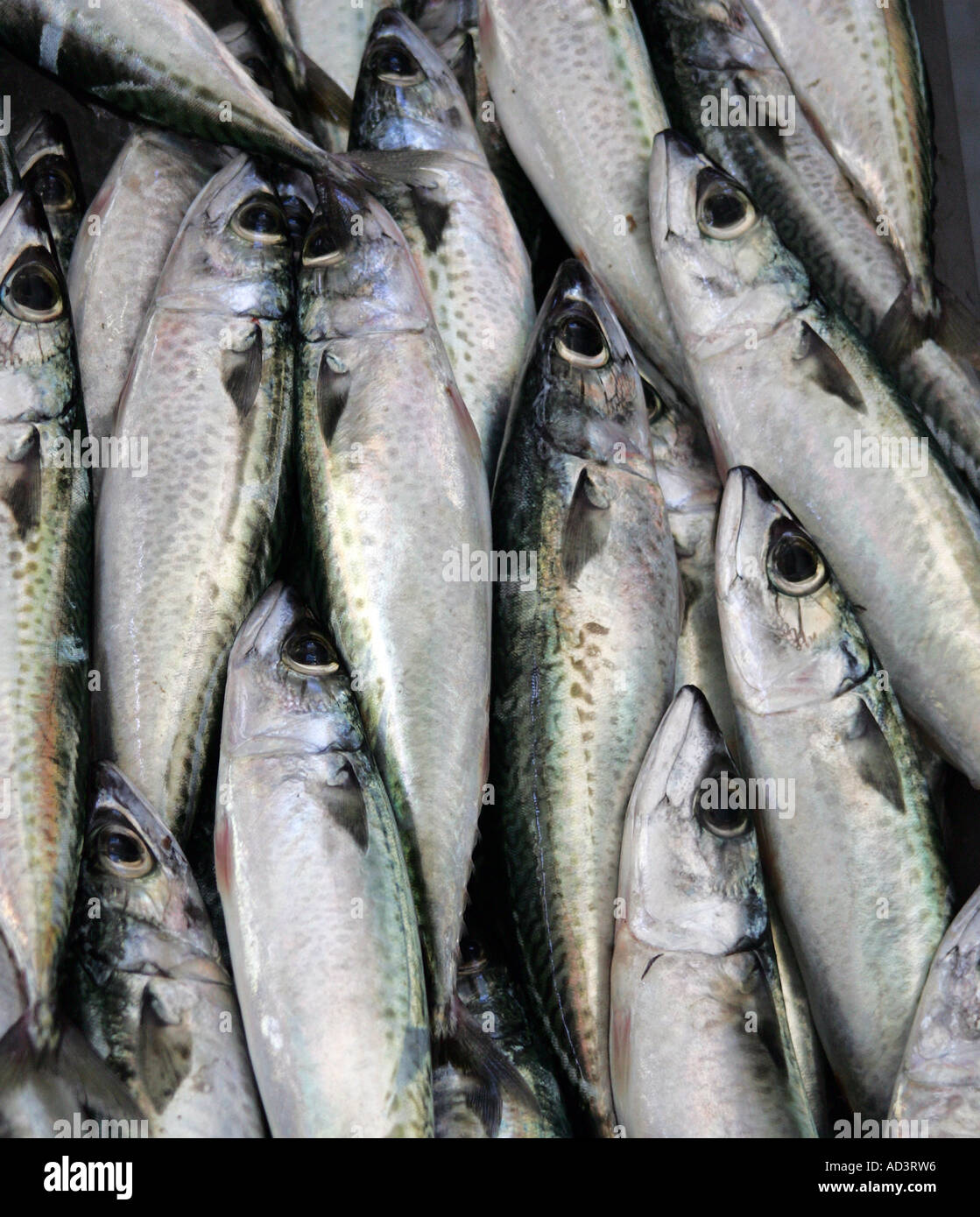 Madeira Sardines High Resolution Stock Photography and Images - Alamy