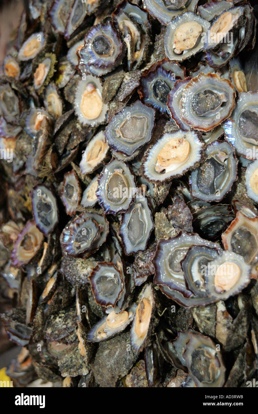Limpet at the fish market in Madeira Stock Photo - Alamy