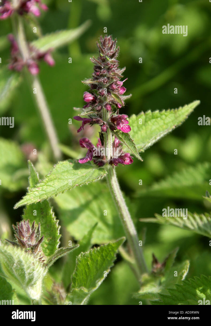 Hedge Woundwort, Stachys sylvatica, Lamiaceae (Labiatae Stock Photo - Alamy