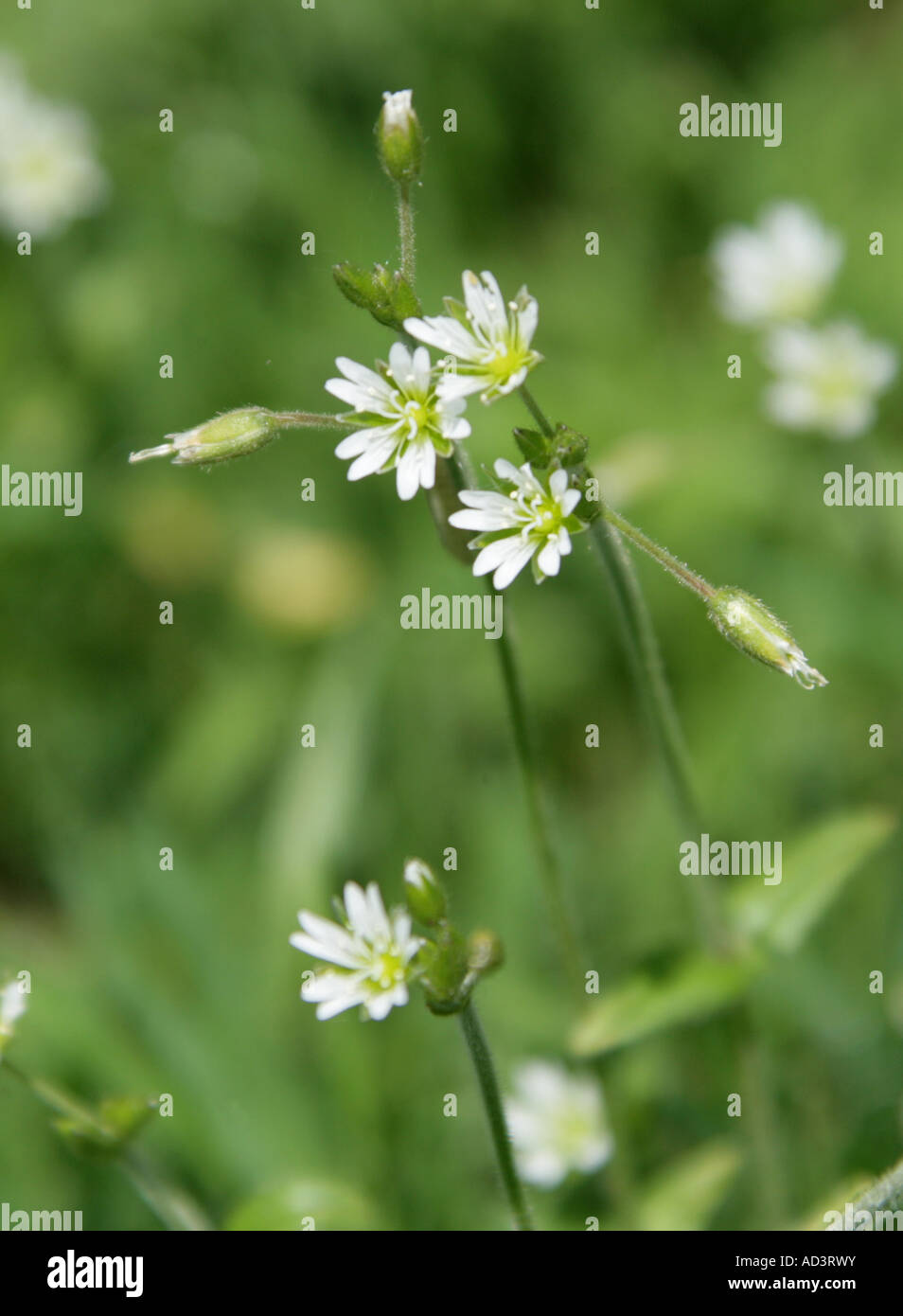 Lesser Stitchwort, Stellaria graminea, Caryophyllaceae Stock Photo - Alamy