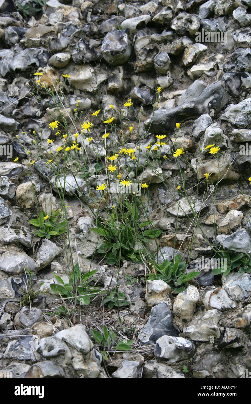 Nipplewort, Lapsana communis, Asteraceae, Compositae. Dockorenes Stock ...