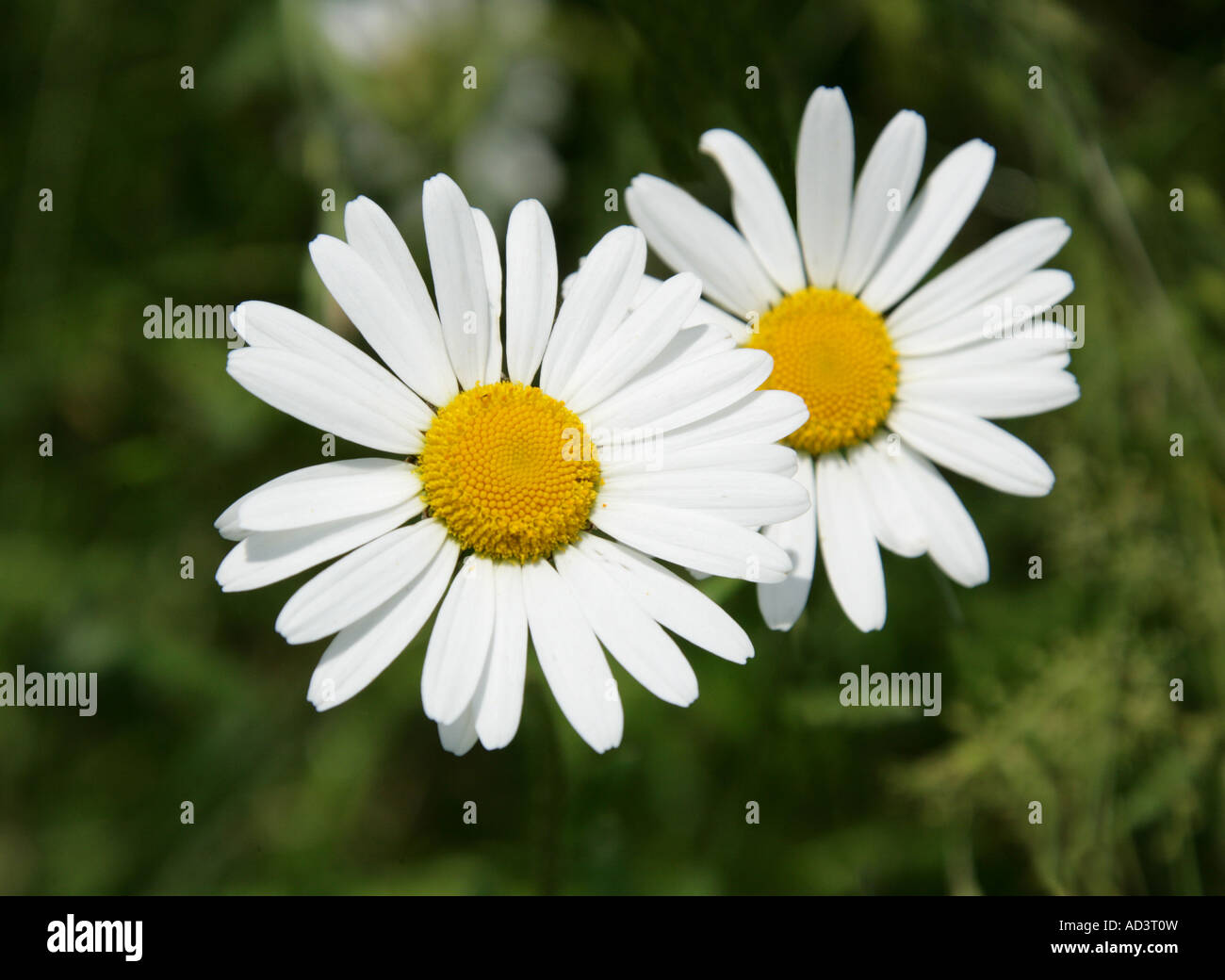 Oxeye Daisies, Leucanthemum vulgare, Asteraceae, Compositae Stock Photo ...