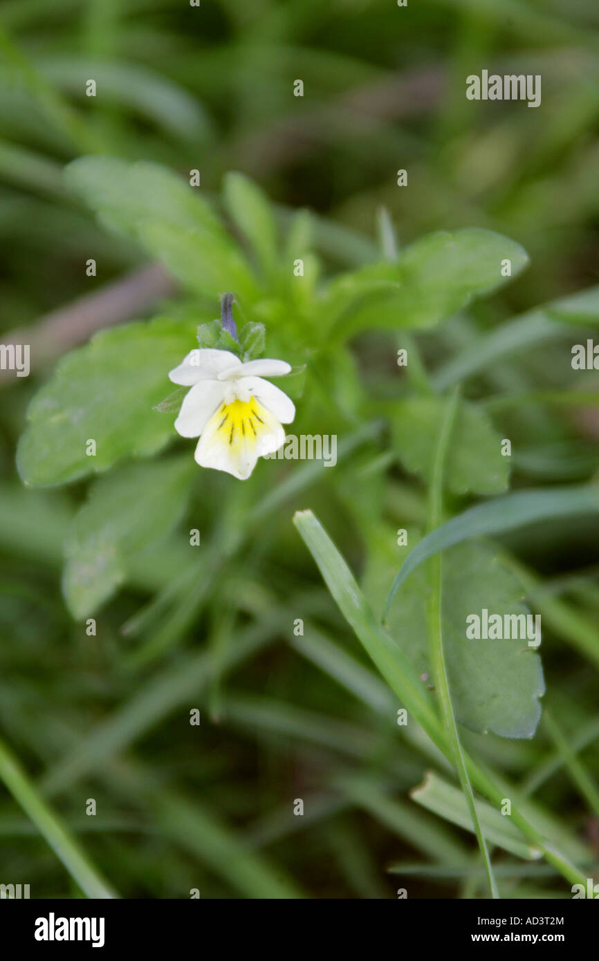 Field Pansy Viola arvensis Violaceae Stock Photo - Alamy