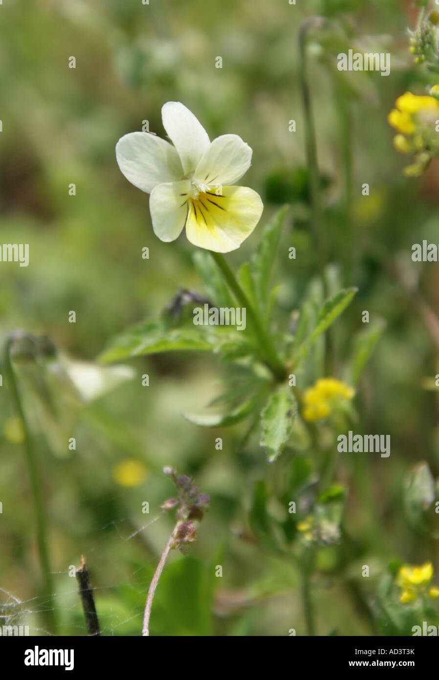 Field Pansy Viola arvensis Violaceae Stock Photo - Alamy