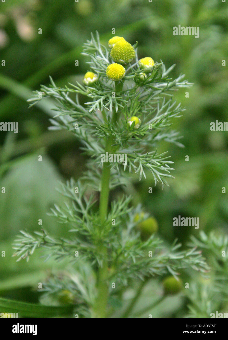 Pineapple Mayweed or Rayless Mayweed, Matricaria matricarioides or ...