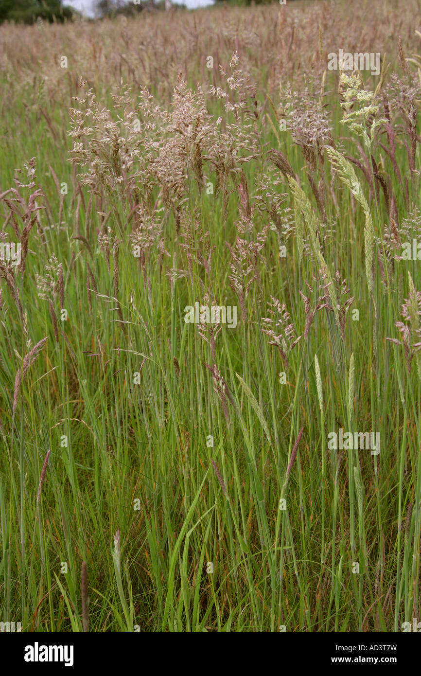Flowering Meadow Grasses in a Spring Field Stock Photo - Alamy