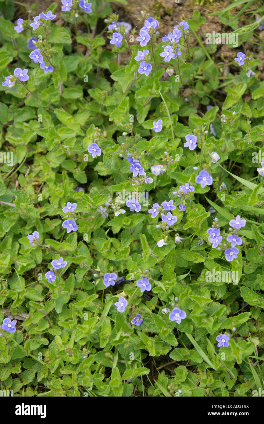 Germander Speedwell, Veronica chamaedrys, Plantaginaceae ...