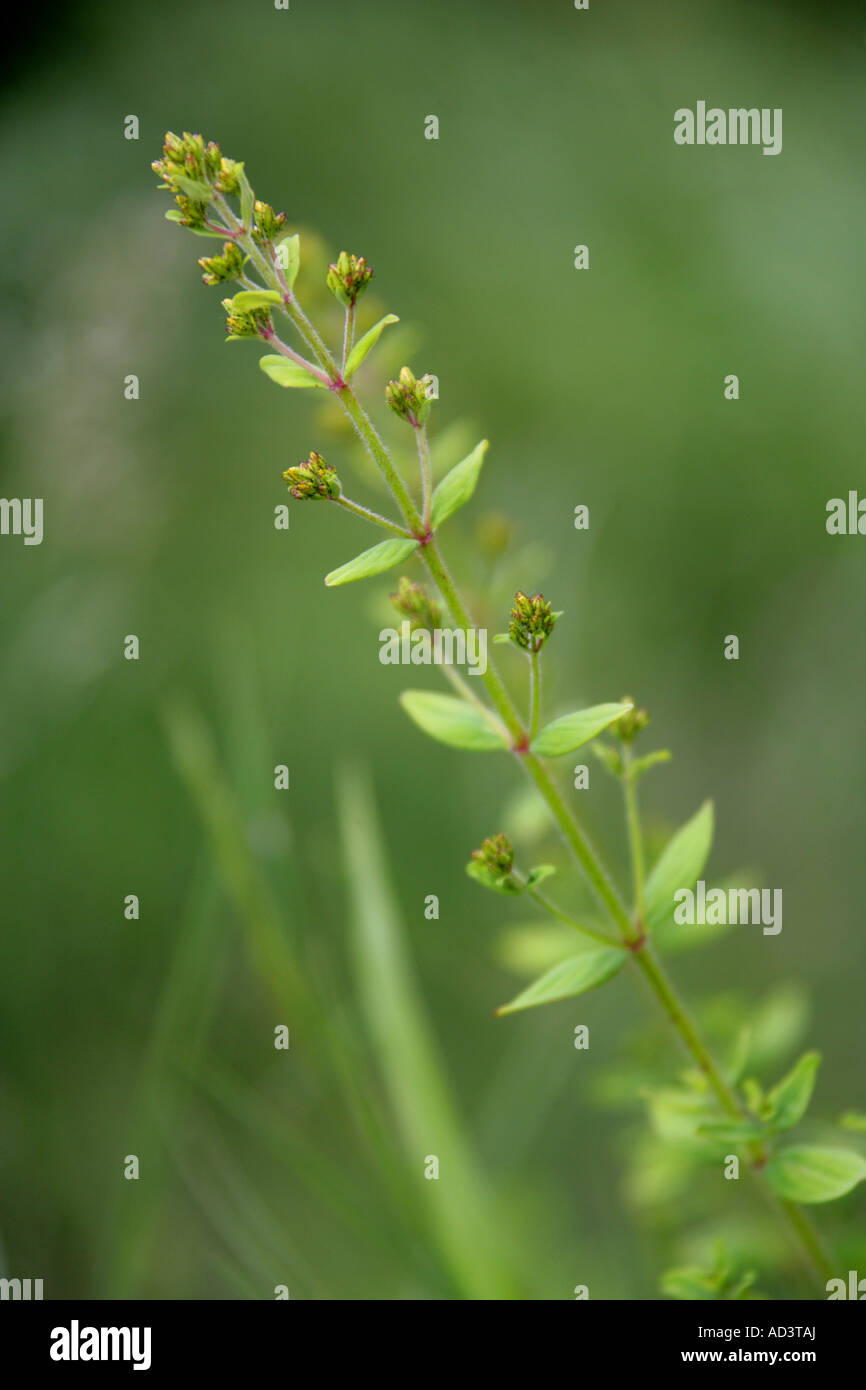 Slender St Johns Wort, Hypericum pulchrum, Hypericaceae Stock Photo - Alamy