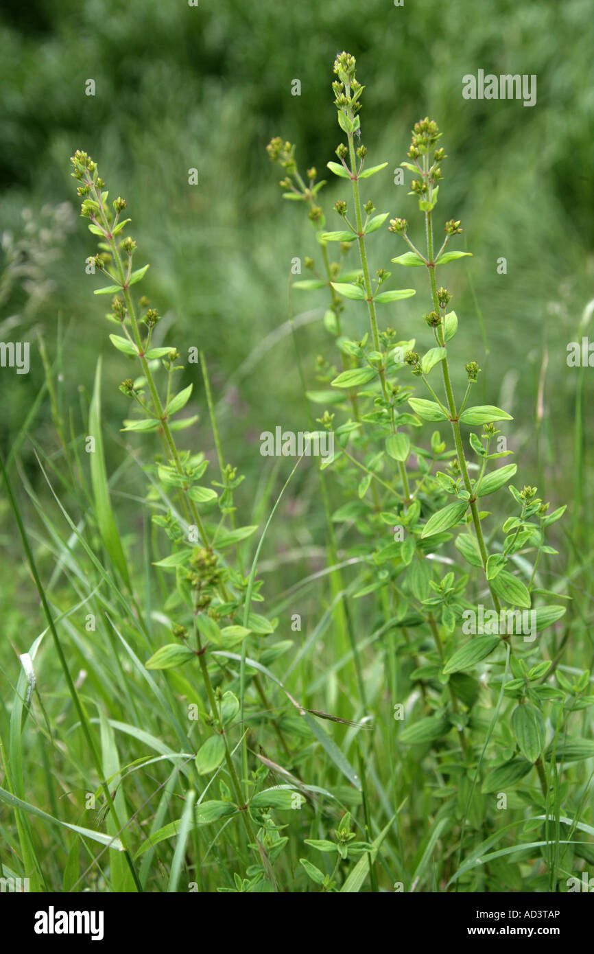 Slender St Johns Wort, Hypericum pulchrum, Hypericaceae Stock Photo - Alamy