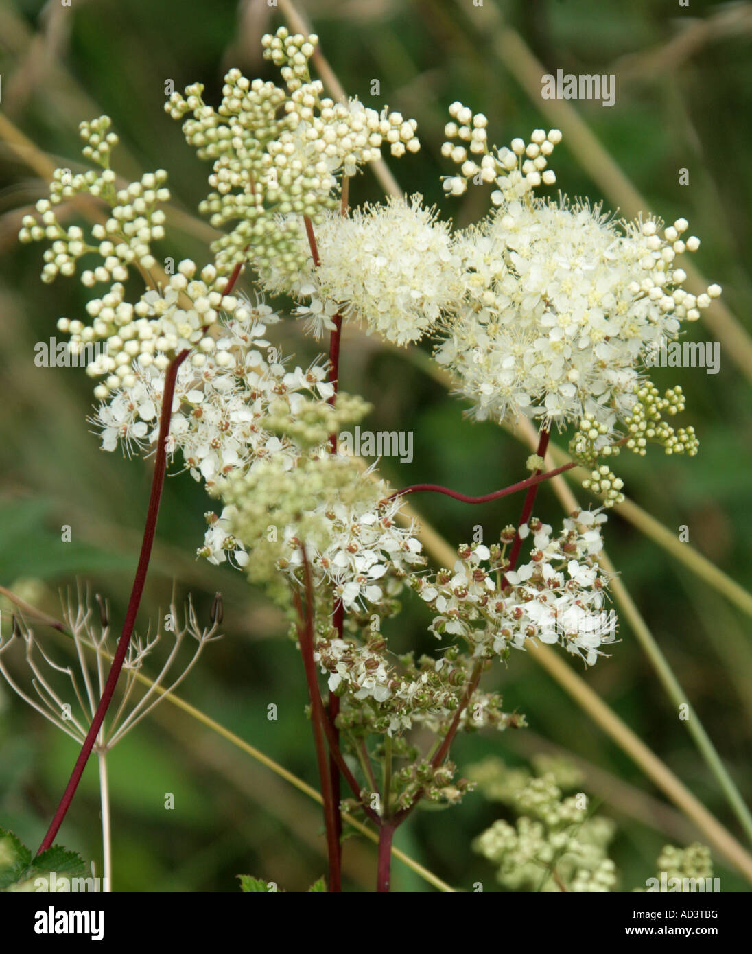 Meadowsweet Filipendula ulmaria Rosaceae Stock Photo - Alamy