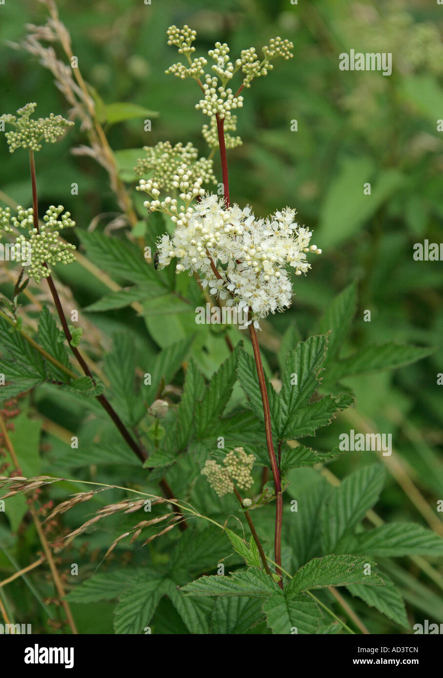 Meadowsweet Filipendula ulmaria Rosaceae Stock Photo - Alamy