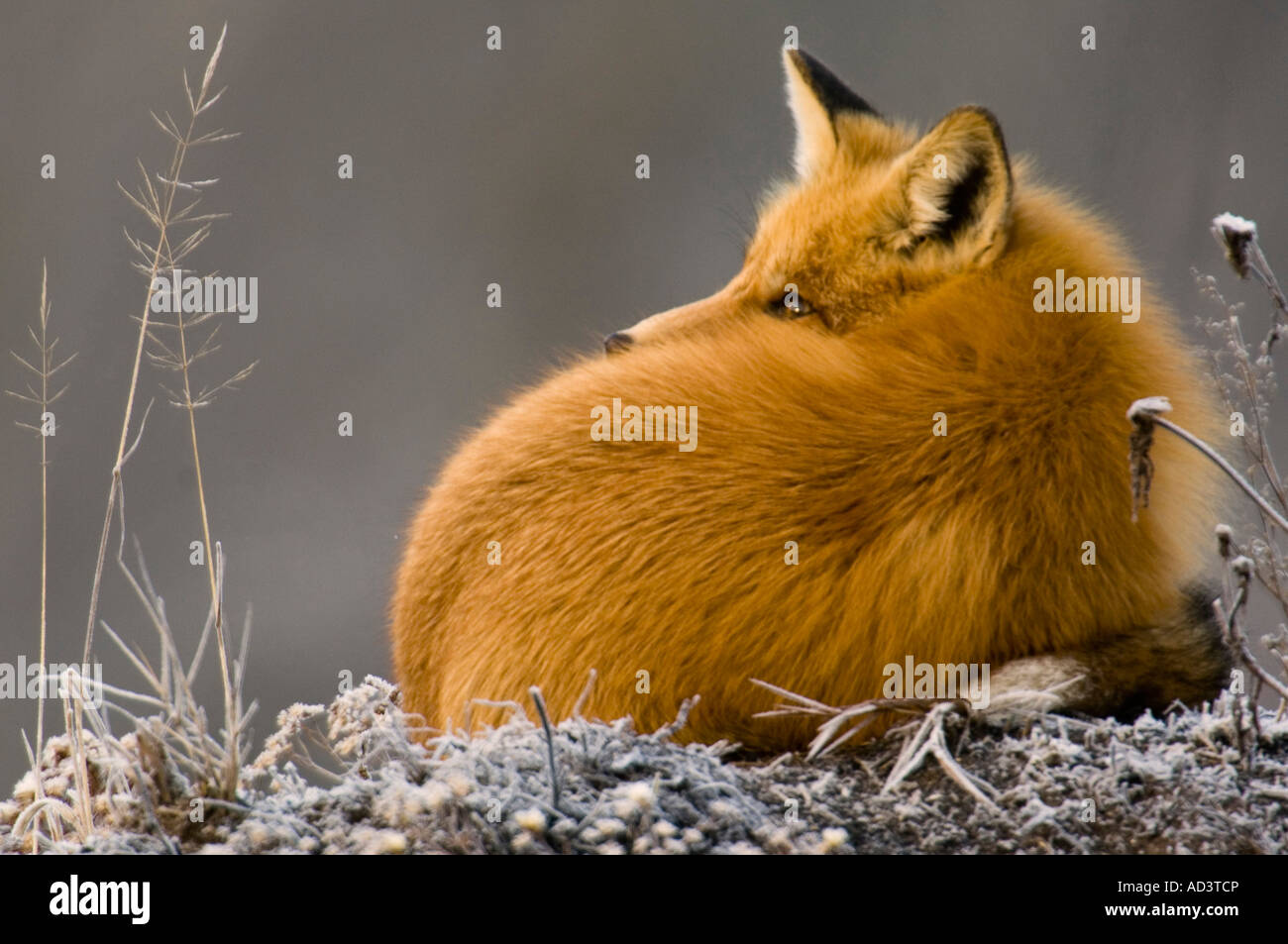 Red fox Vulpes vulpes snoozing on frosted mound of earth Greater ...