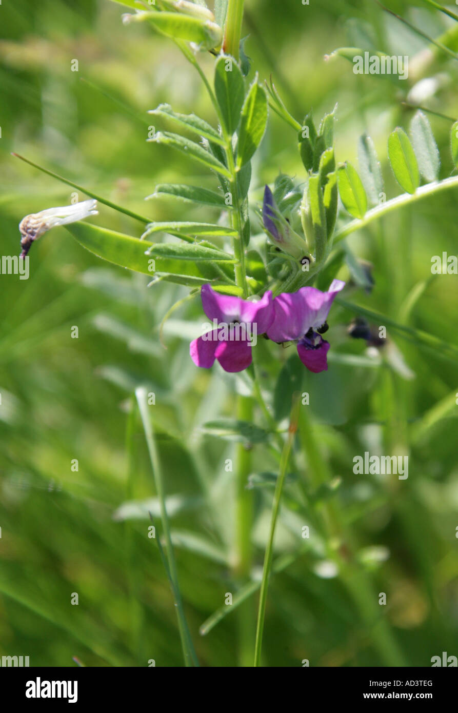 Leguminosae fabaceae plant flora hi-res stock photography and images ...