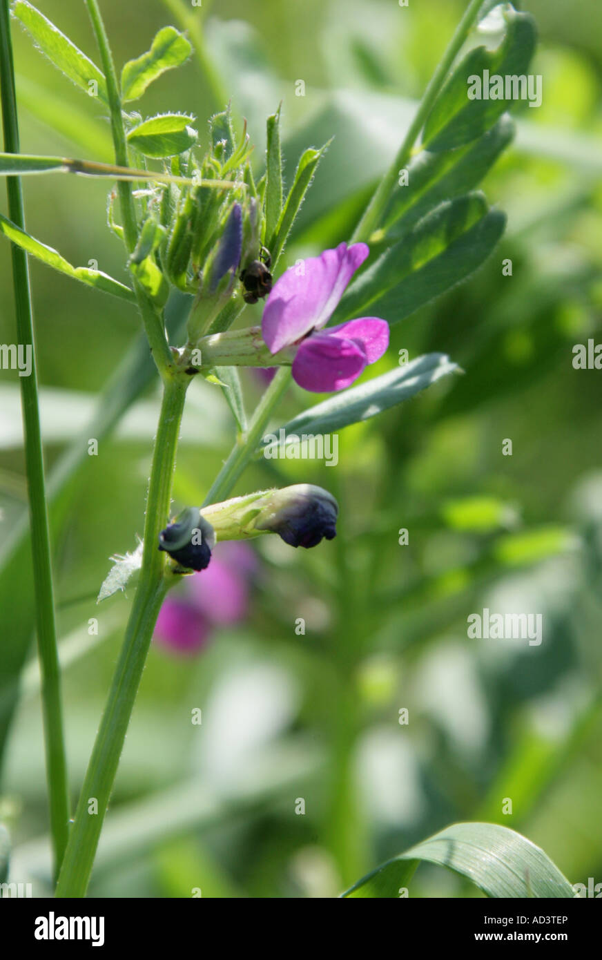 Common Vetch, Vicia sativa, Fabaceae (Leguminosae Stock Photo - Alamy