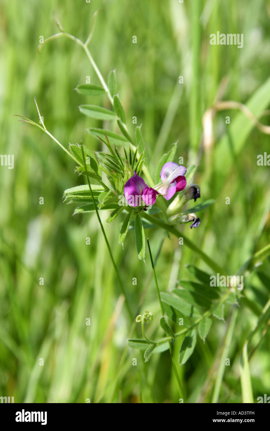 Common Vetch, Vicia sativa, Fabaceae (Leguminosae Stock Photo - Alamy