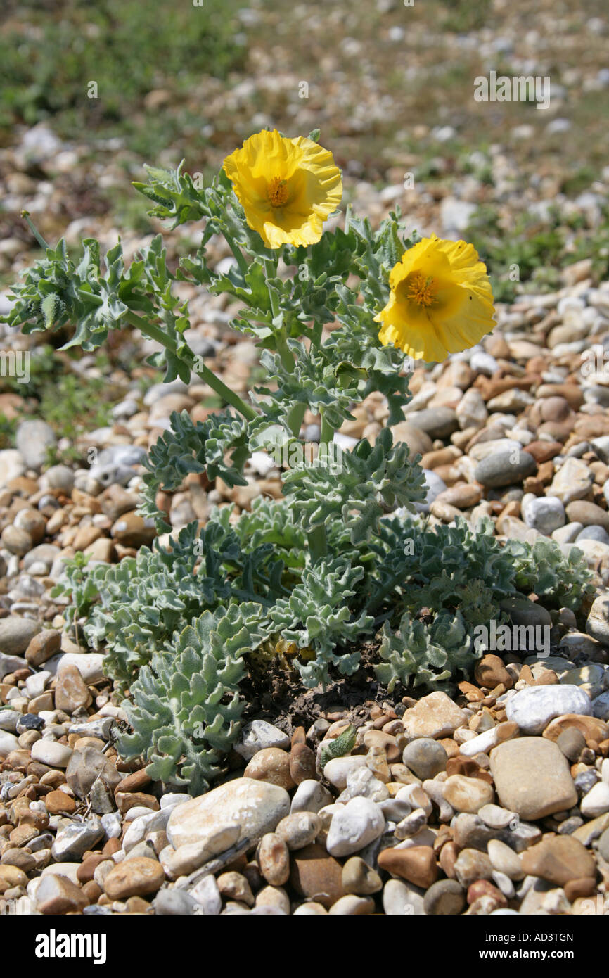 Yellow Horned Poppy Glaucium flavum Papaveraceae Stock Photo - Alamy