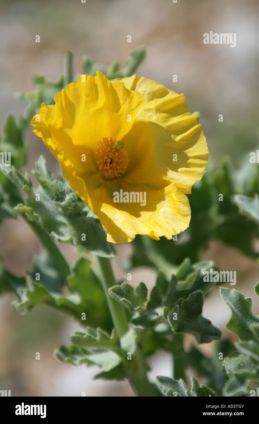 Yellow Horned Poppy Glaucium flavum Papaveraceae Stock Photo - Alamy