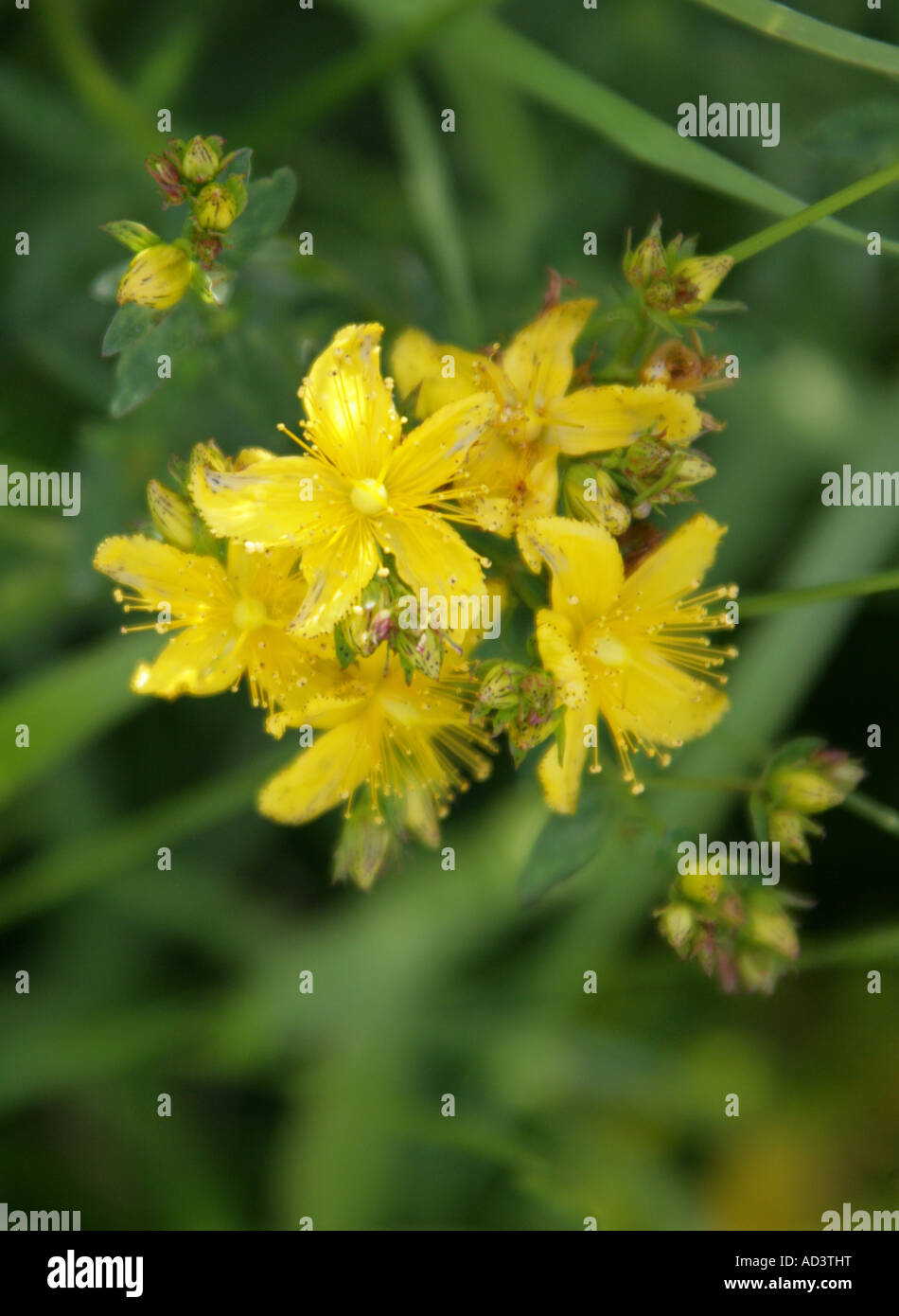 Perforate St Johns Wort, Hypericum perforatum, Hypericaceae Stock Photo ...