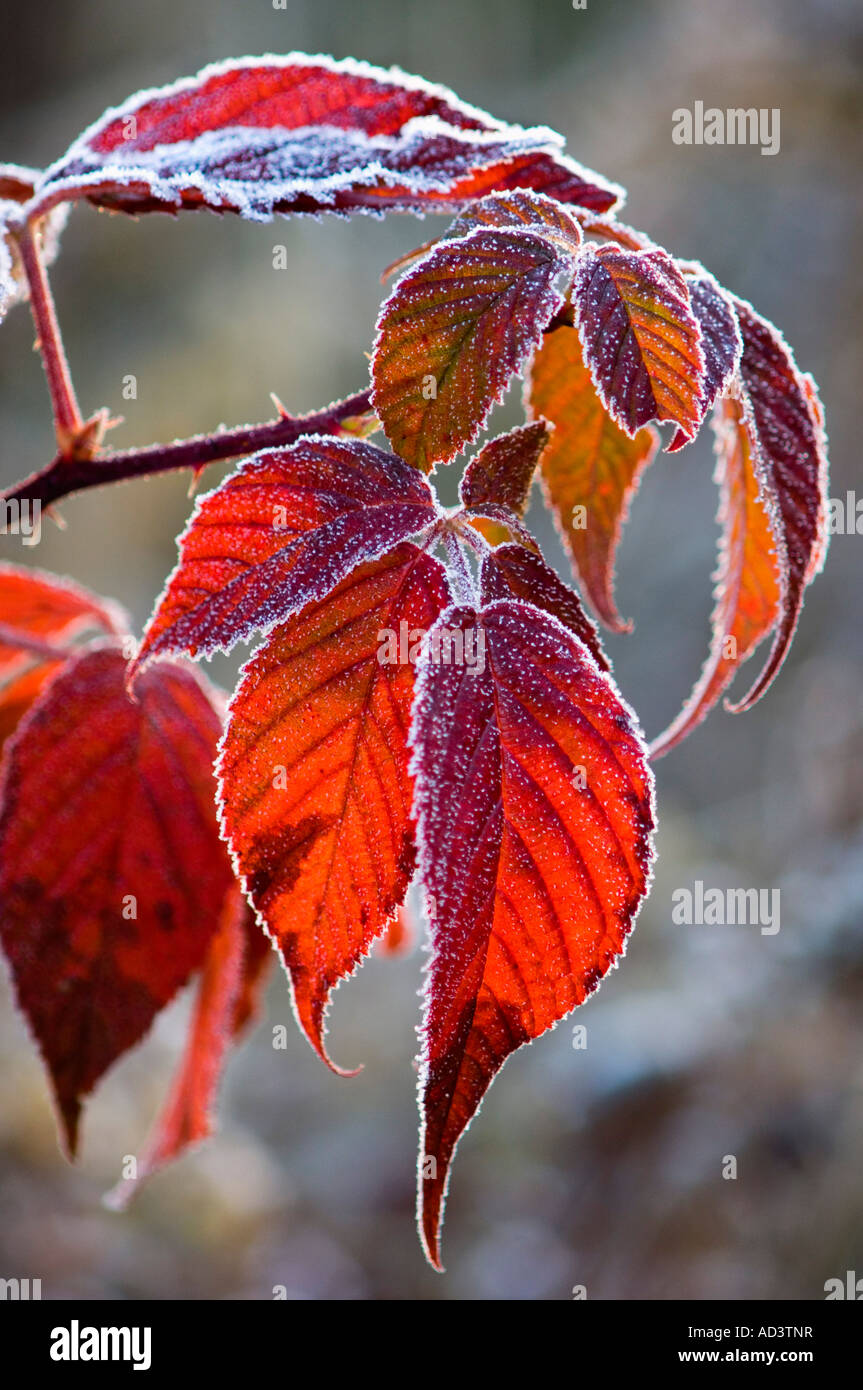 Species of raspberry hi-res stock photography and images - Alamy
