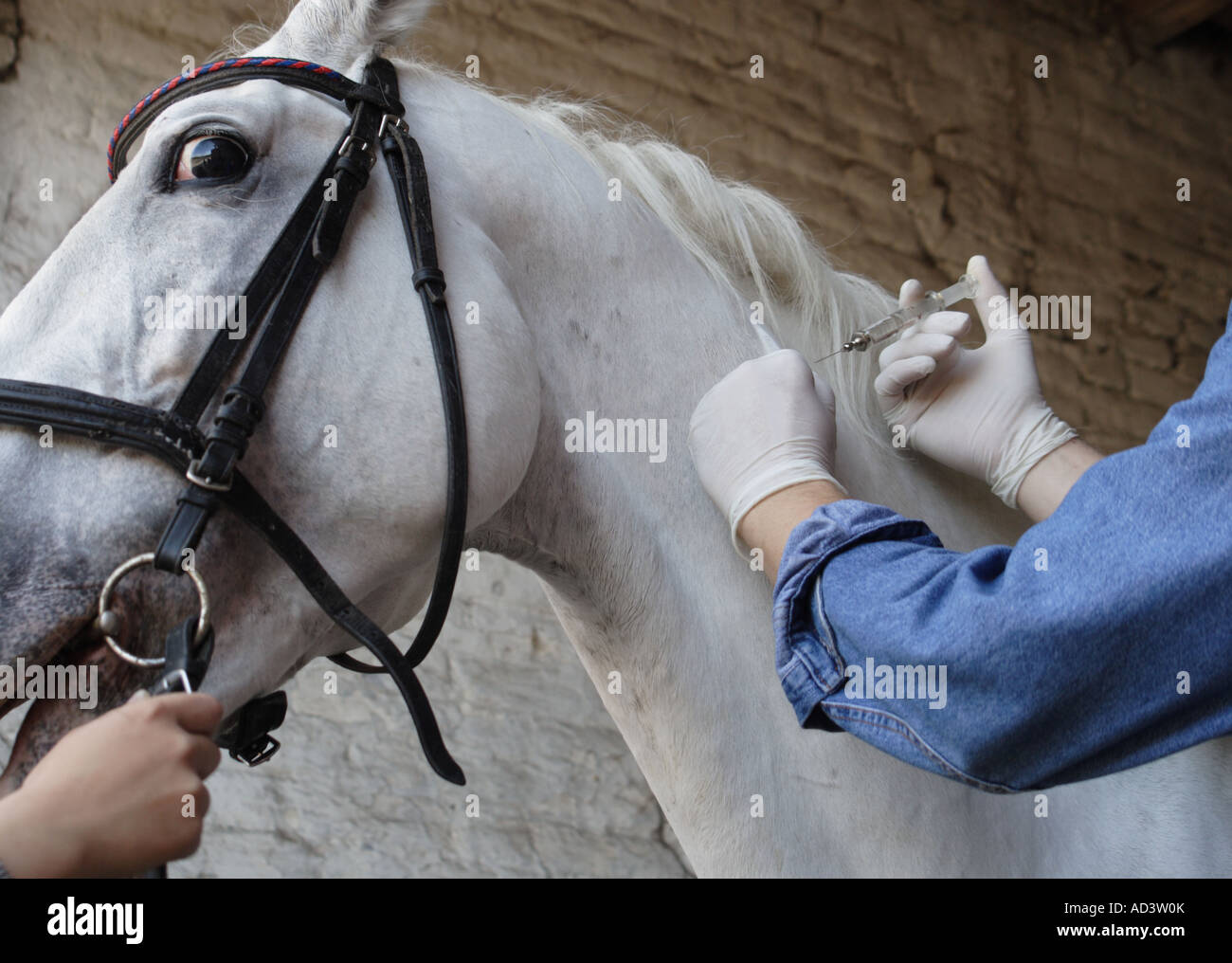 Vet to inject the horse Stock Photo - Alamy